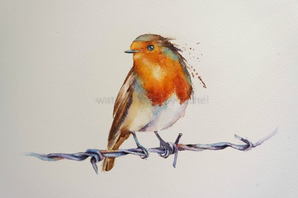 A new robin in 7 easy steps – watercolours by rachel