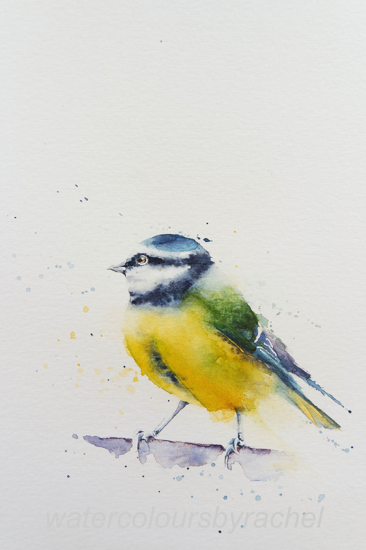 How to paint a blue tit in 5 easy steps..... – watercolours by rachel