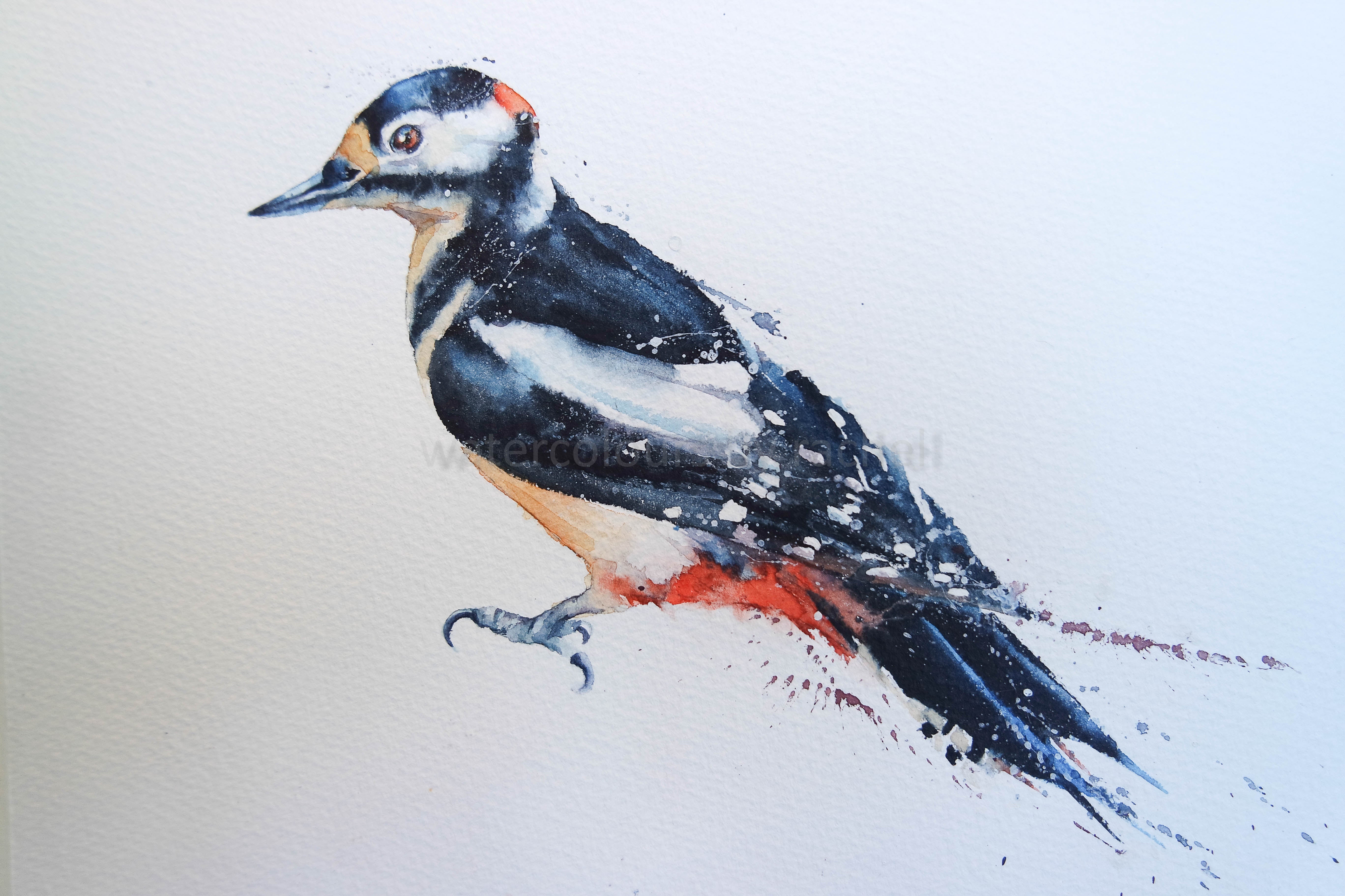 How to paint a woodpecker ( or the long wait.....) – watercolours by rachel